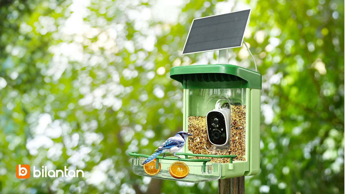Gifts for A Bird Watcher: Our Top Ideas!