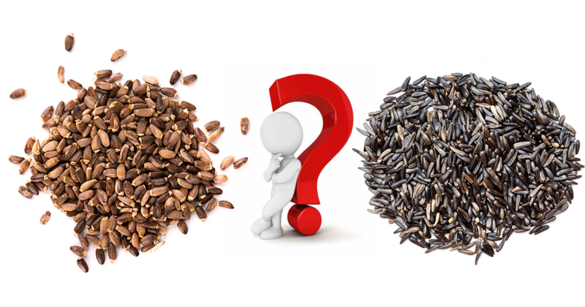 Difference Between Nyjer Seed and Thistle Seed: Are They the Same?