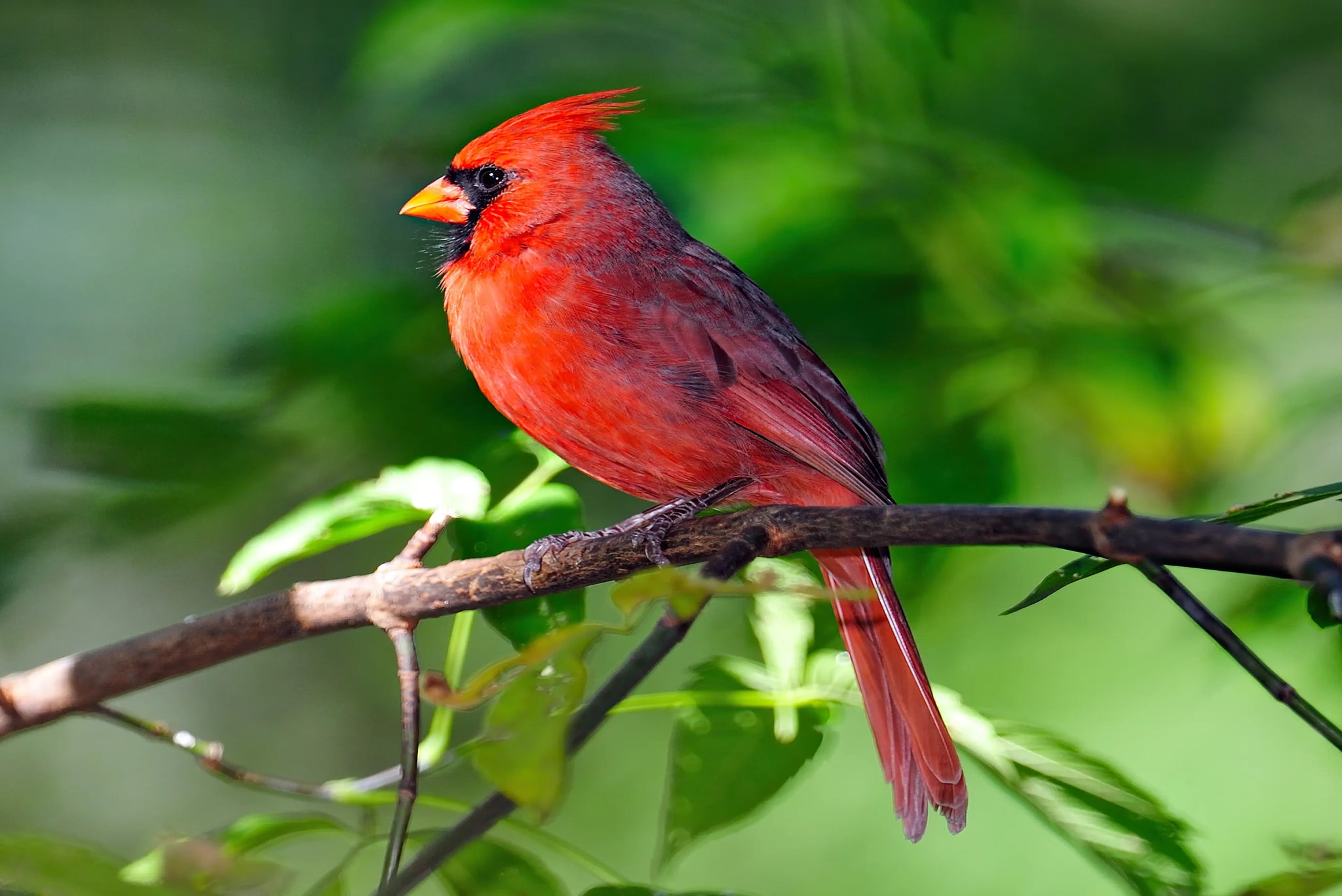 10 Birds with Red Heads & How to Identify Them in Your Backyard