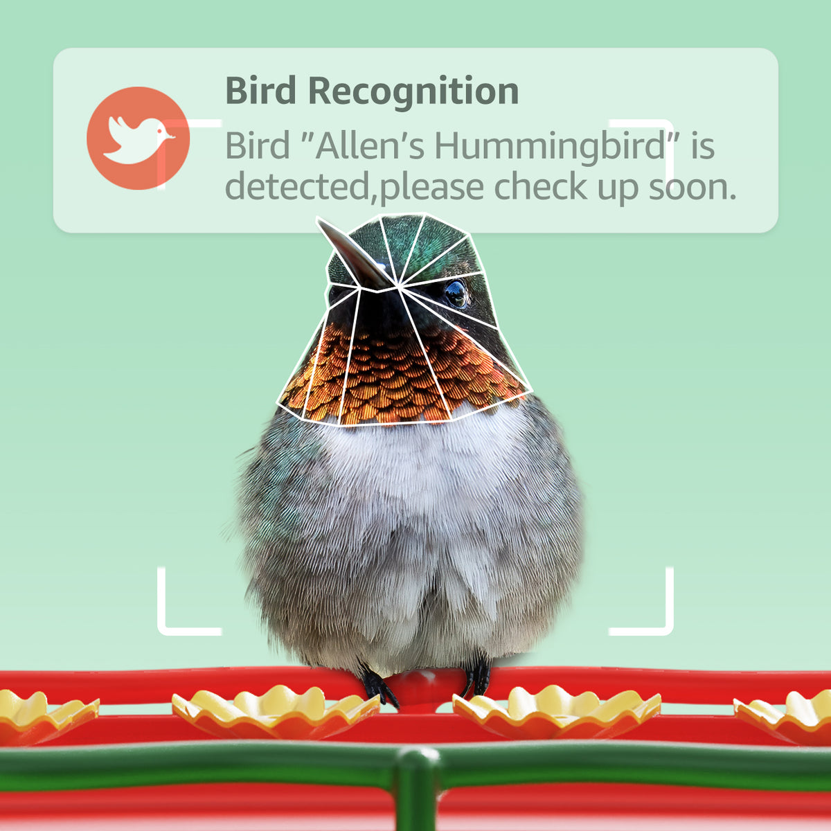 Bilantan Smart Bird Feeder with camera - AI powered Bird Feeder Camera