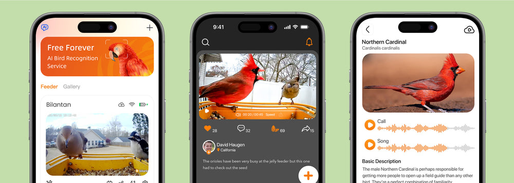 Smart Bird Feeder Camera| AI Bird Identification & Stunning Bird Photo